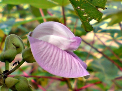 Butterfly pea: Centrosema pubescens (kacangan)